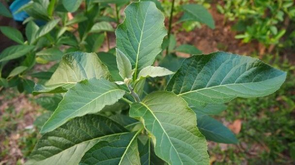 10 Proven Essential Health Benefits of Bitter Leaf - African Pride Magazine