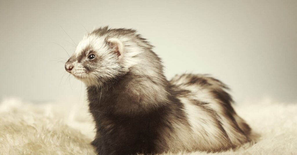 The Angora Ferret - African Pride Magazine