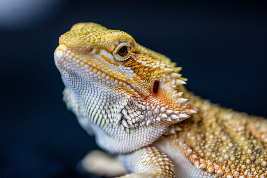 Bearded Dragons - African Pride Magazine