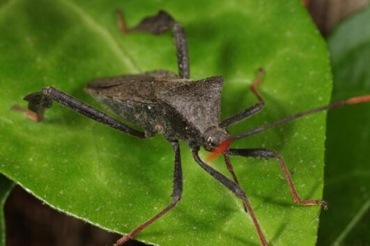 Unveiling Nature’s Silent Predators: The Fascinating World of Assassin ...