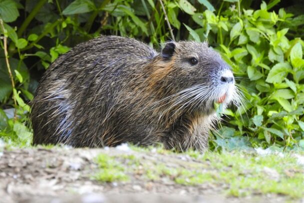 Comprehensive Guide to Nutria: Habitat, Diet, and Control Measures ...