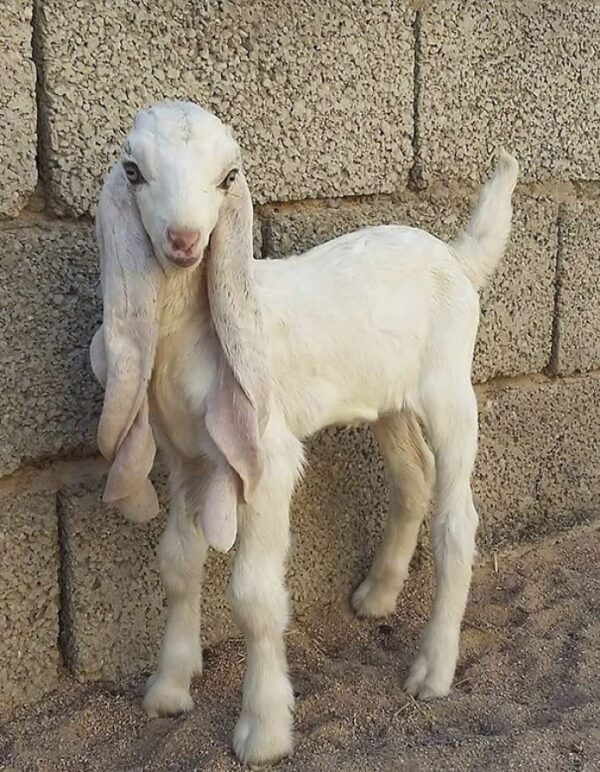 Everything You Need to Know About the Fascinating Damascus Goat ...
